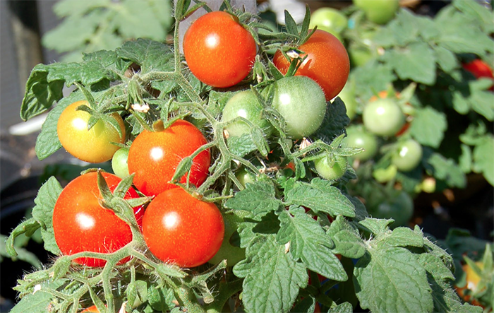growing-organically – Urban Ag News