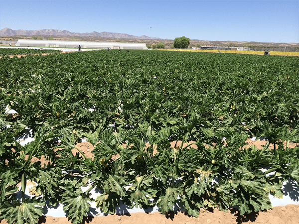 organic-field-production – Urban Ag News