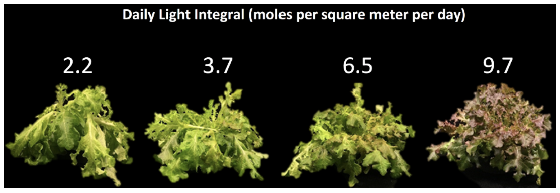 daily-light-integral-1 – Urban Ag News